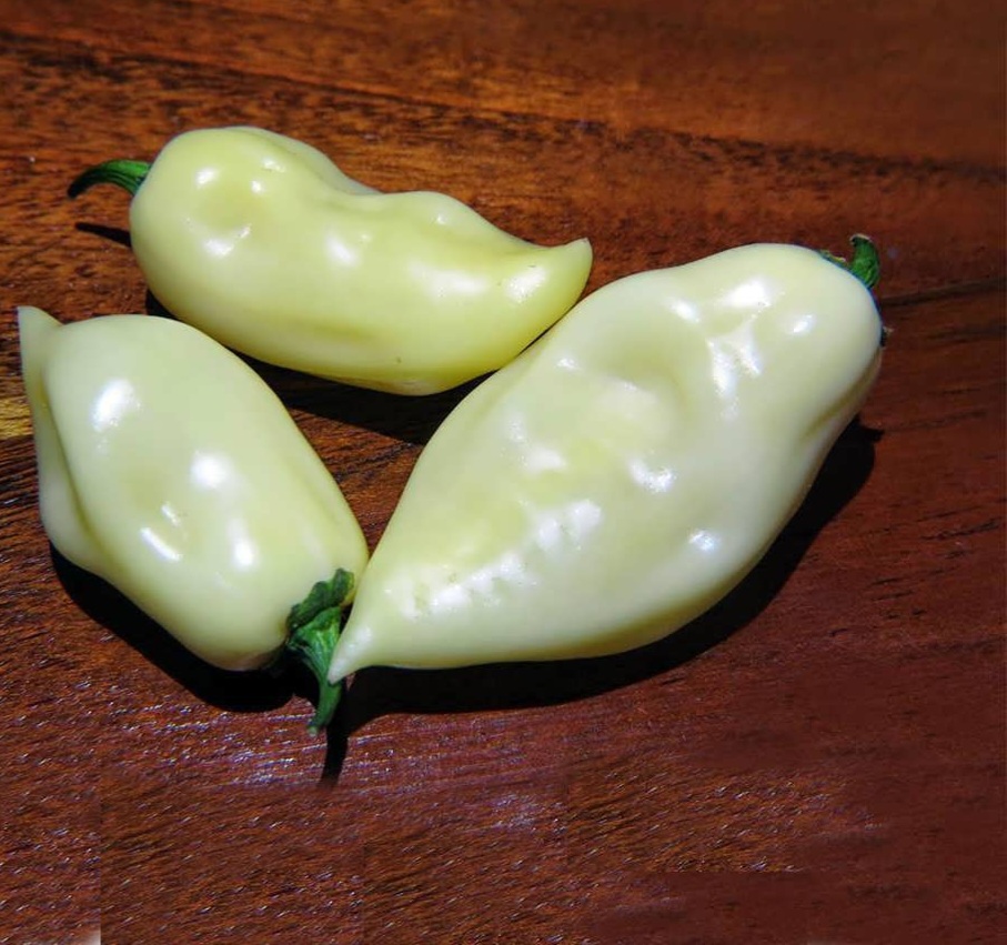 نشاء فلفل روح سفید - نهالستان ارکیده